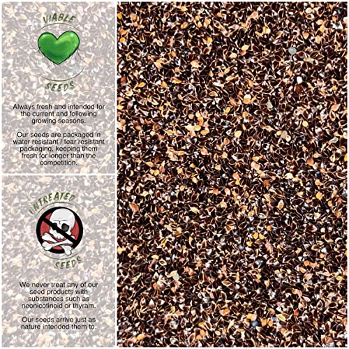 Seed Needs, Large Leaf Sorrel Seeds for Planting (Rumex acetosa) Heirloom, Non-GMO & Untreated, Great for Salads