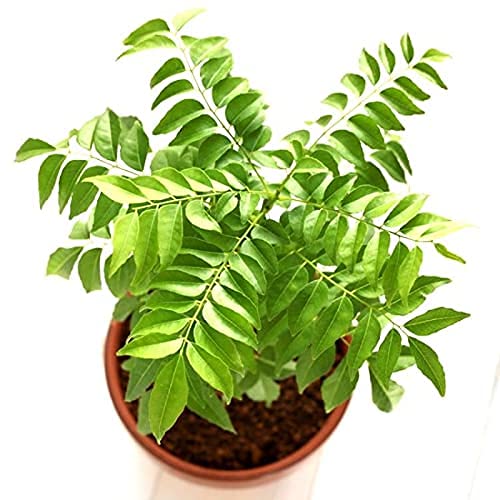 Curry Leaf Plant - Live Plant (Murraya Koenigii), 6 Inches