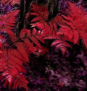 Dichondra Fresh 100pcs Fern Plant Seeds for Planting Red 3