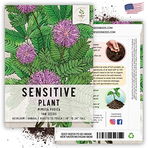 Seed Needs, Sensitive Plant Seeds for Planting (Mimosa pudica) Heirloom & Open Pollinated - Leaves React to Touch! (2 Pack)