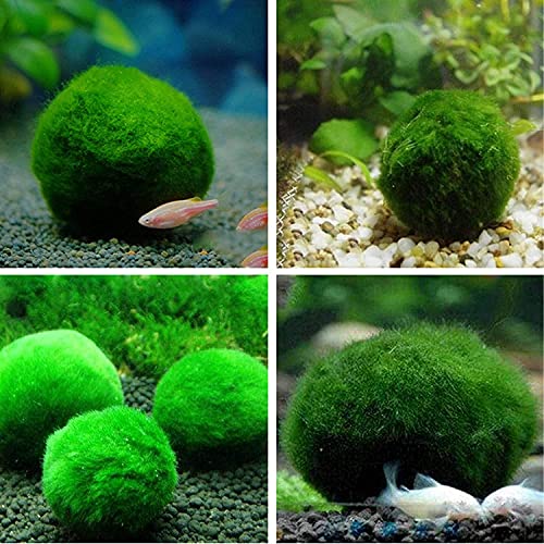 Decorative Balls for Fish Tank Water Grass Moss Live Aquarium Plant Aquatic Plant Ornament 4pcs(3.5cm/1.37in) Free Fish Tank Decoration Stone 8PCS