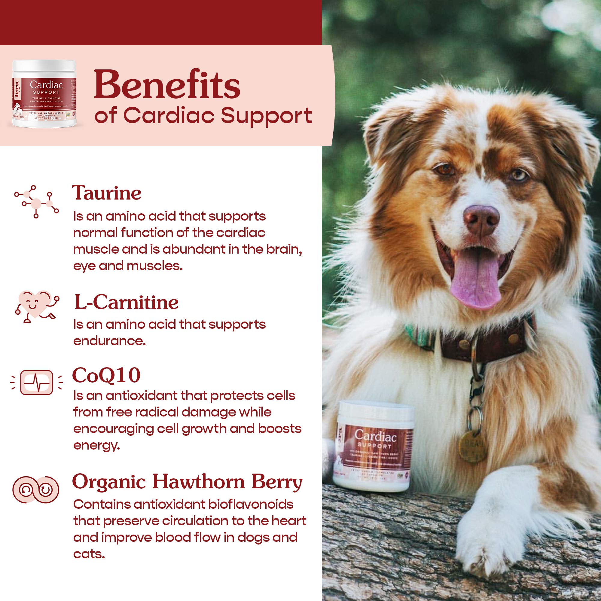 Fera Pets Probiotics and Cardiac Support Supplement Bundle for Dogs and Cats β All Natural Probiotics Powder for 5 Billion CFUs per Scoop β Support Cardiovascular Heart Health (60 Capsules)