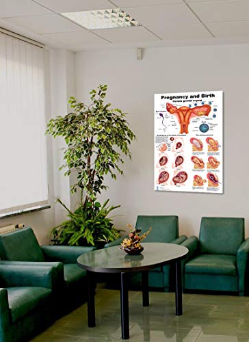 Pregnancy and Birth Poster 24 x 36 Heavy Plastic and Dry Erase Compatible