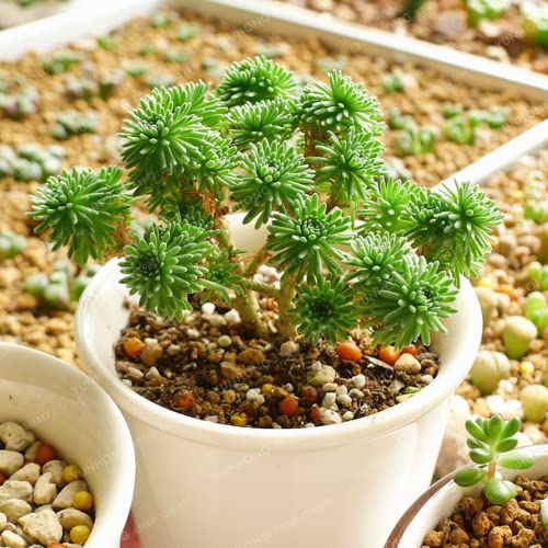 CHUXAY GARDEN 300 Seeds Mix Bonsai Succulent Plant Seeds Hardy Ornamental Livestone Grows in Just Weeks Low-Maintenance Great for Window