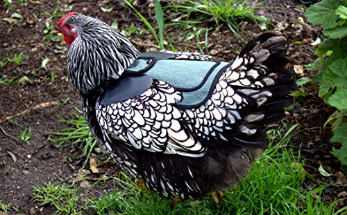 DOWN UNDER OUTDOORS Premium Chicken Saddle, Adjustable Straps to Suit Medium and Large Hens, Poultry Saver, Protector, Apron, Supplies, Products and Equipment, Including Shoulder Cover (Green)
