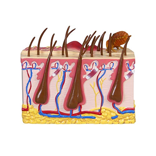 GPI Anatomicals - Canine Skin Model, Skin Model with Flea Bite for Canine Anatomy and Physiology Education, Anatomy Model for Veterinarianās Office and Classrooms, Medical Study Supplies