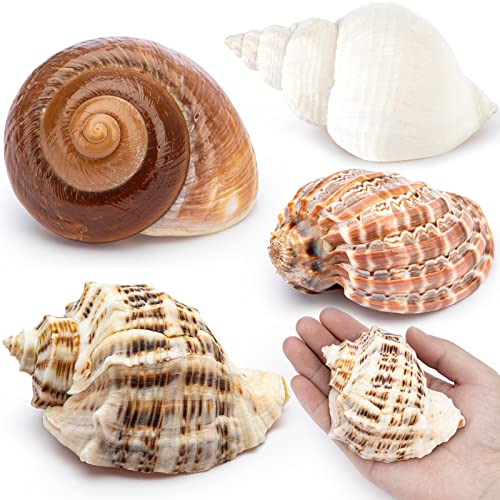DeauepuŸ Premium Hermit Crab Shells 4PCS (4 Types) | Good for Large Hermit Crabs | Opening Size: 1.5"-2.5", Seashell Size: 3"-3.5" | Hermit Crab House for Décor | No Paint or Dye