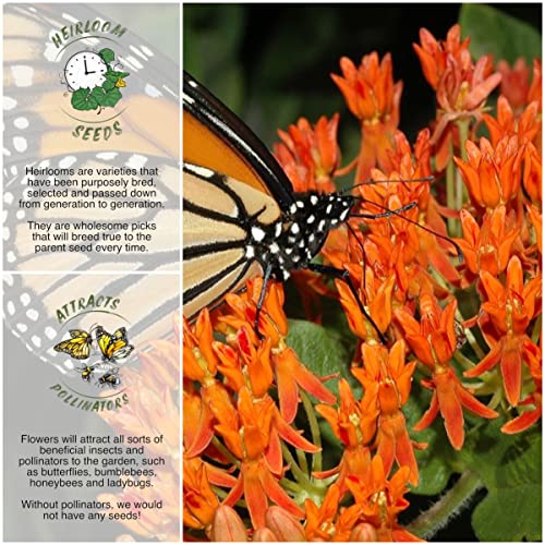 Seed Needs, Butterfly Milkweed Seeds for Planting (Asclepias tuberosa) Heirloom, Open Pollinated & Untreated, Attracts Monarch Monarchs (2 Packs)