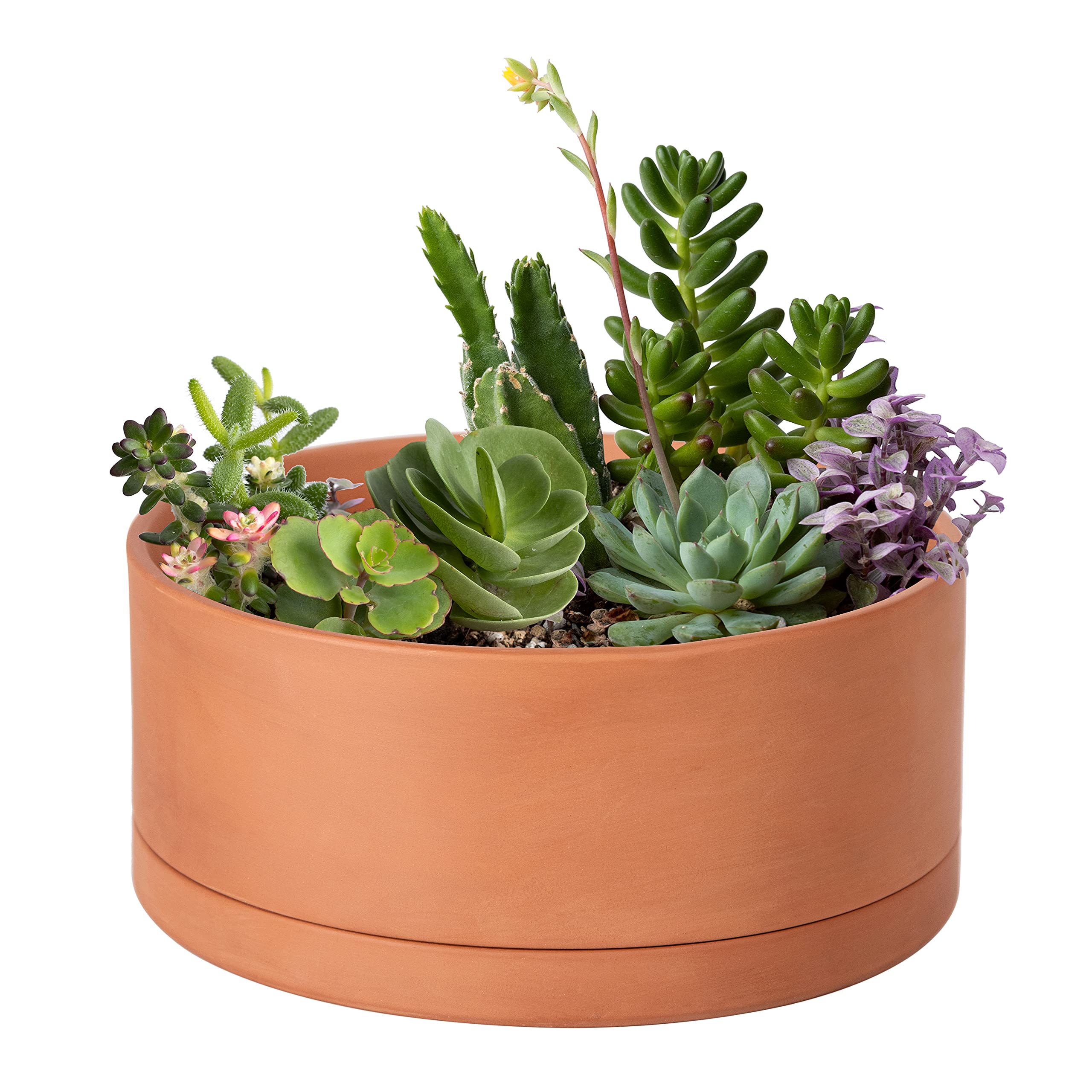 D'vine Dev 10 Inch Succulent Terracotta Shallow Pot with Drainage Hole and Saucer, Round Cylinder Planter Pot for Plant Flower, 40-B-L-10-1