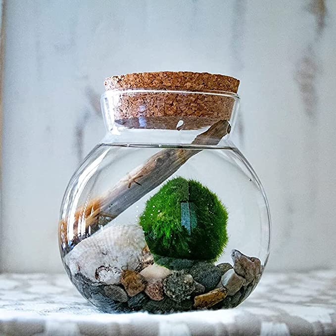 Decorative Balls for Fish Tank Water Grass Moss Live Aquarium Plant Aquatic Plant Ornament 4pcs(3.5cm/1.37in) Free Fish Tank Decoration Stone 8PCS