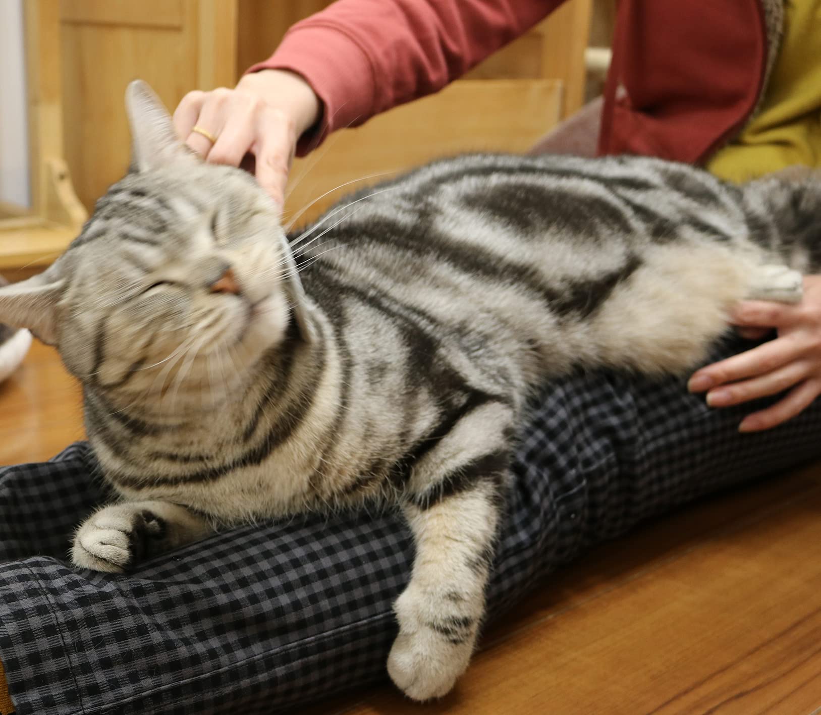 CATTYMAN Rice Paddle-Shaped Cat Grooming Brush, Cat Tongue Brush and Cat Massager Simulating Cat's Tongue Made in Japan
