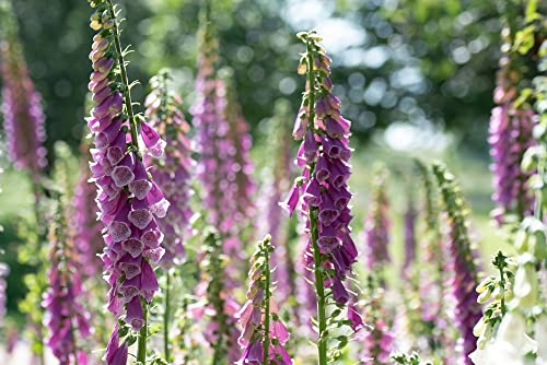 Foxglove Flower Seeds for Planting, 5500+ Heirloom Flower Seeds Per Packet, (Isla's Garden Seeds), Non GMO Seeds, Scientific Name: Digitalis