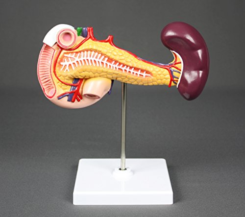 Vision Scientific VAD423-N Pancreas, Duodenum, & Spleen Model