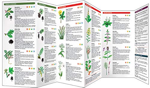 Medicinal Plants of the Eastern Woodlands: A Folding Guide to Familiar Species (Outdoor Recreation and Survival)