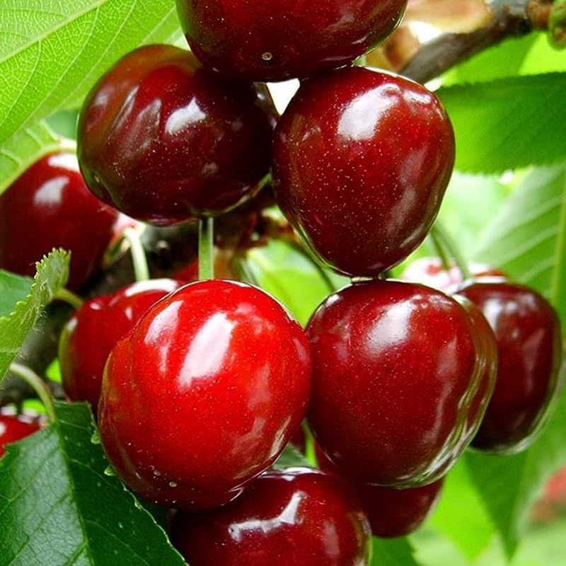 Barbados Cherry Tree Live Plant, 1 Plant 5-7 Inches Tall
