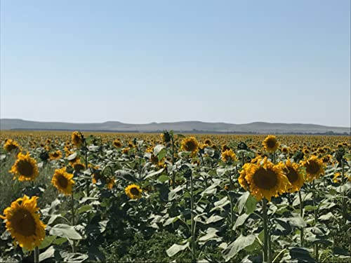 KNWBLE GRWN from Field to Feeder Wild Bird Black Oil Sunflower Seed Bird Food - 25 lbs
