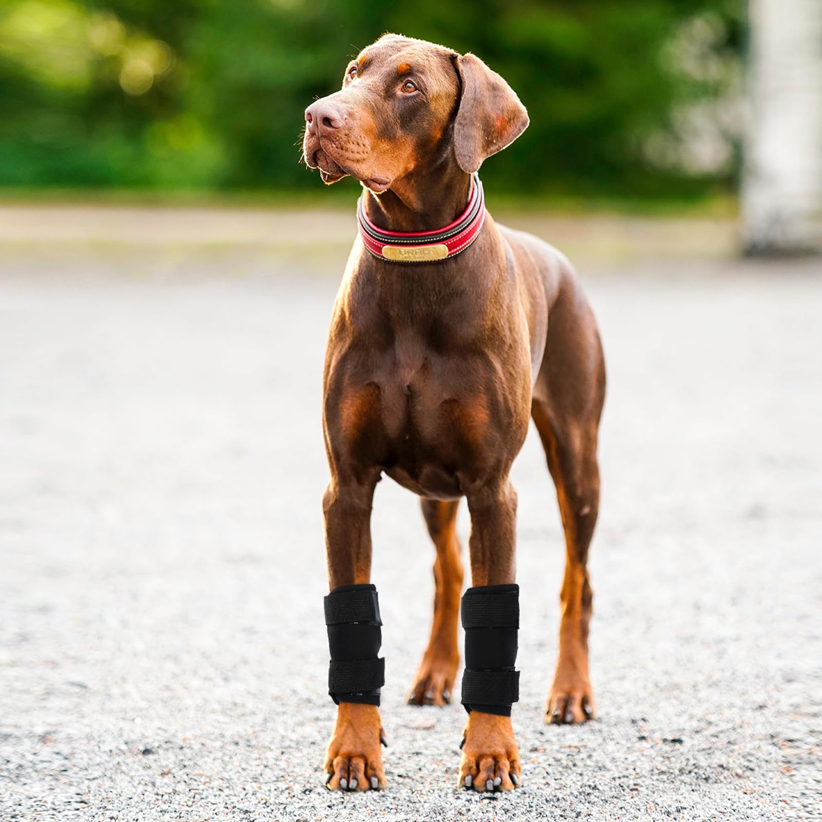 ROZKITCH Dog Leg Protector for Rear Hock Joint or Front Leg Brace, 1 Pair of Dog Leg Compression Wrap Sleeve for Anti Licking Carpal Support Ankle Support Protect Injury Sprain Torn ACL CCL Black L