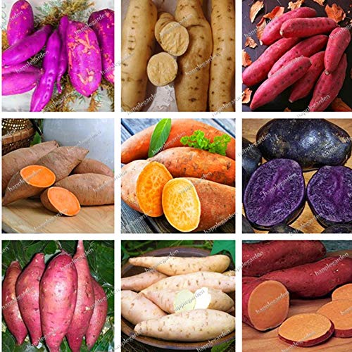 Dichondra Fresh 100pcs Sweet Potato Vegetables Seeds for Planting Orange