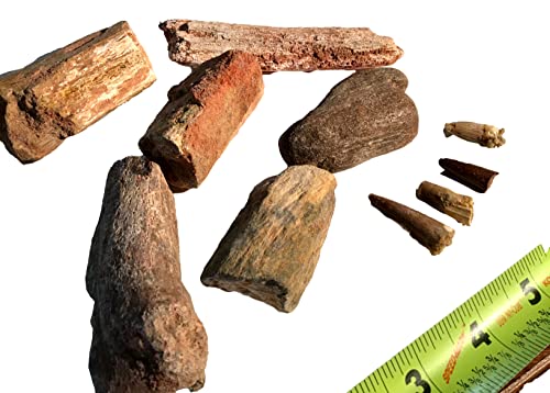 Genuine Fossil Dinosaur Bone & Genuine Fossil Spinosaurus Dinosaur Tooth by DINOSAURS ROCK