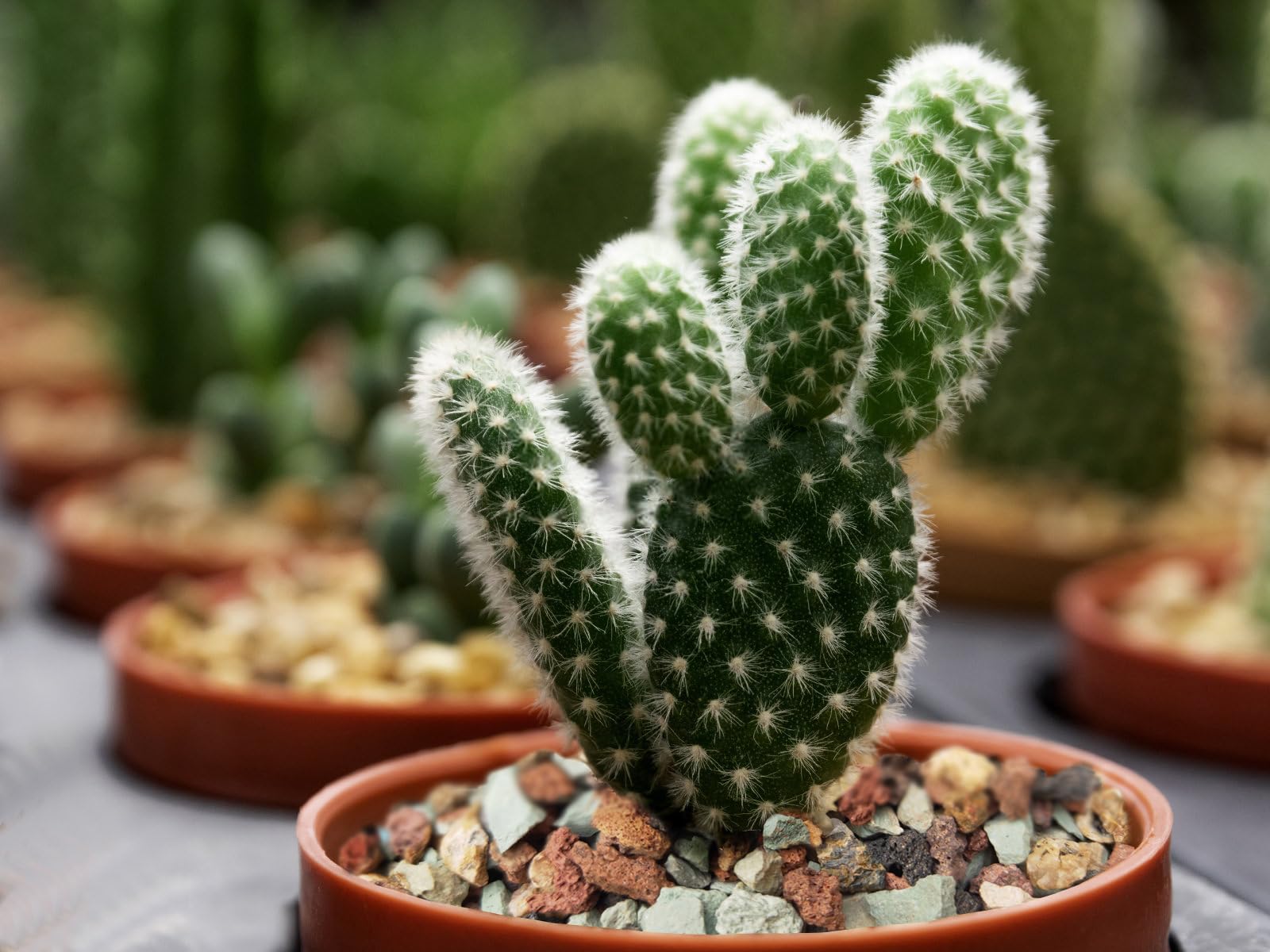 Boniosz 5lb Bonsai Succulent and Cactus Soil Gritty Mix Rocks Gravel for Terrarium Top Dressing Decorative Pebbles Potting Soil Amendment for Pots Indoor Plants, Fast Drainage, Neutralize Soil PH