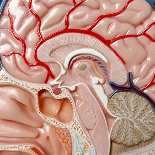 EVOTECH Human Half Head Superficial Neurovascular Model with Musculature, Life Size Anatomical Head Model Skull and Brain for Medical Teaching Learning, Kids Learning Education Display Tool