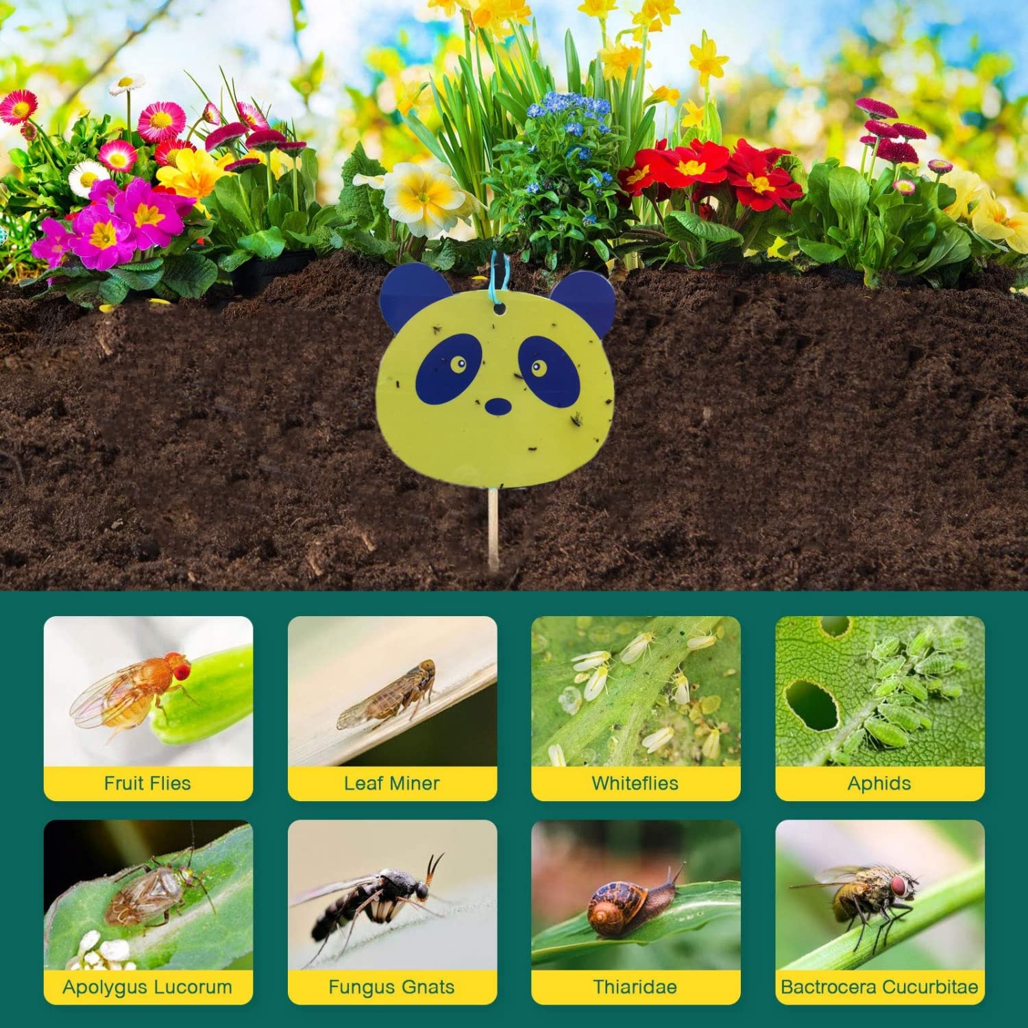 Springco Fruit Fly Traps 53 Pack Panda Gnat Sticky Traps for Indoor/Outdoor House Plants Fungus Traps Insect Catcher for Mosquitoes, Bug,Fungus Gnats,Pest Insect Catcher Killer (53pack(36panda+6+11))