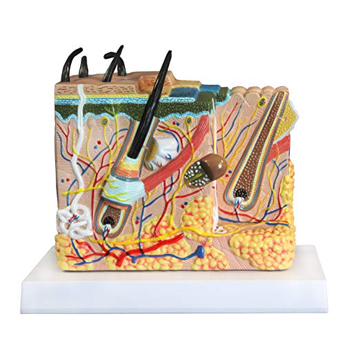 Vision Scientific VAK425 Skin Model | 70x Enlarged | 3 Dimensions | Numbered and Labelled with Key Card