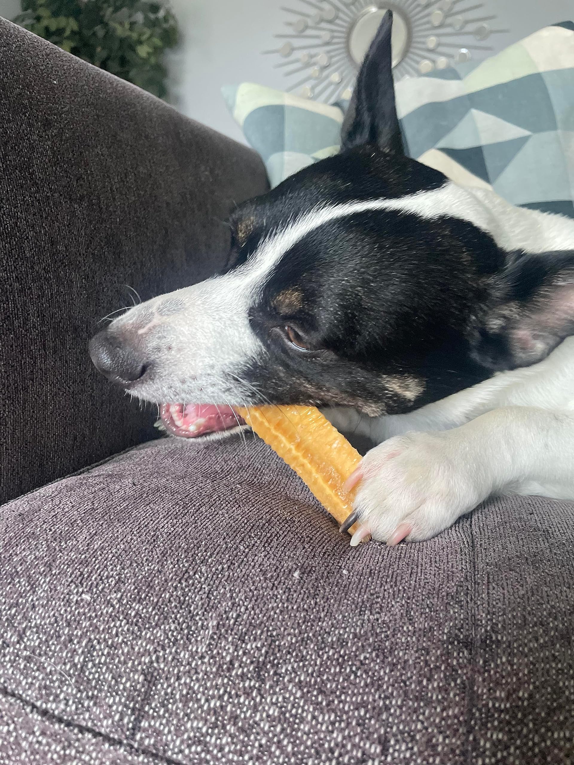 hotspot pets Large Himalayan Yak Cheese Dog Chew - 3 Count Thick Rawhide Free Yak Cheese Chews, Long Lasting Dog Chew Stick for Agrgressive & Power Chewers