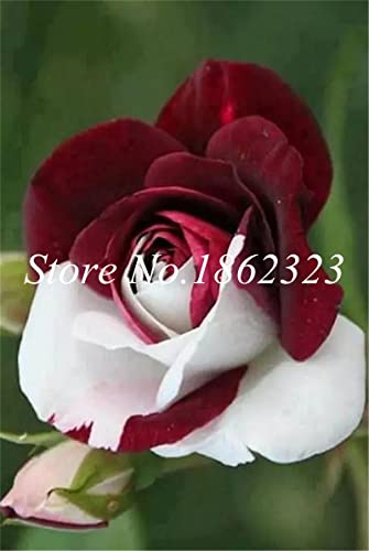 Dichondra Fresh 200 Pcs Rainbow Rose Flower Seeds for Planting Black