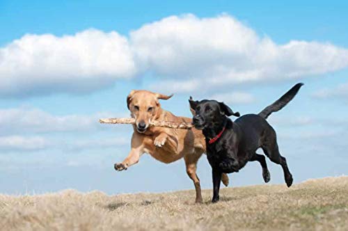 Hip and Joint Supplements for Puppy - Dogs Joint Health Complex with Turmeric and MSM - Supports Hips and Joints - chondroitin for Dogs - 1 Bottle (60 Tablets)