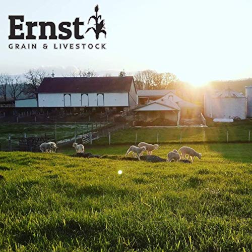 Ernst Grain Cracked Corn, Non-GMO β Perfect Feed for Ducks, Squirrels, Chickens, Ducks, Deer, Rabbits, Geese, and More! (50 lb)