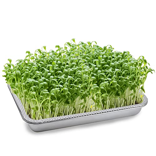 GOLOMOZ Sprouting Tray Rectangle Stainless Steel Seed Germination Tray Kit Fresh Organic Bean Sprout Grower Kit with Base Set for Beans Broccoli Sprout Alfalfa Seeds Wheat Grass Growing Kit-Small