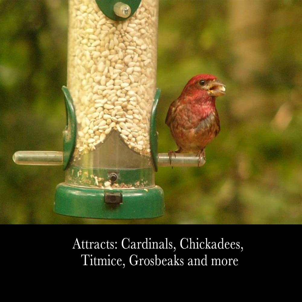 Desert Valley Premium Safflower Seeds - Wild Bird Food, Cardinals, Jays, Doves & More (10-Pounds)