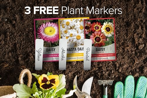 Daisy Seeds for Planting Outdoors Flower Seeds (3 Variety Pack) Alaska Shasta Daisy, Painted Daisy, Yellow Daisy Varieties for Butterflies, Bees, Pollinators Wildflower Seed by Gardeners Basics