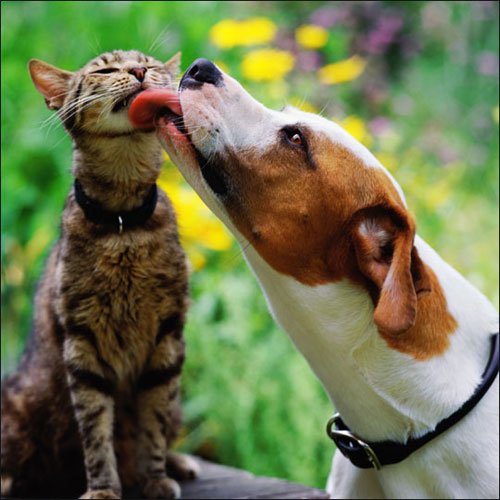 Joint Supplements for Cats - Omega 3 for Pets - CAT and Dog Treats - Premium Healthy Supplement - cat omega3-360 Softgels (2 Bottle)