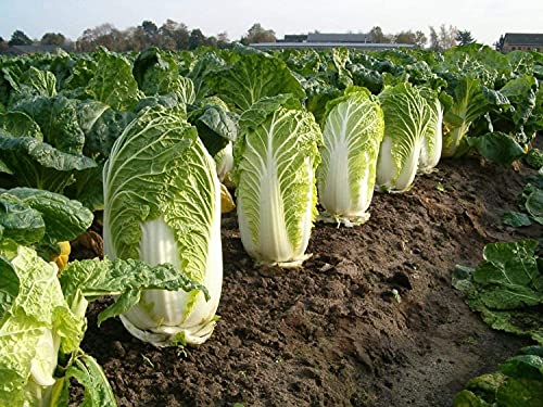 Gaea's Blessing Seeds - Chinese Cabbage Seeds - Michihili Heirloom - Non-GMO Seeds with Easy to Follow Planting Instructions - Open-Pollinated High Yield Heirloom 94% Germination Rate