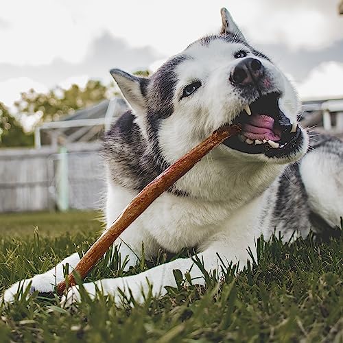 Cadet Bully Hide Sticks for Small, Medium and Large Dogs β All-Natural Beef Pizzle, High Protein, Low Fat, Long-Lasting, Grain & Rawhide-Free Dog Chews for Aggressive Chewers, Large (7 Count)