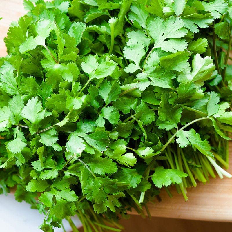 Coriander - 400 semi - coriandolo - coriandrum sativum - erba - erbe - NPWS