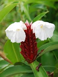 Costus Speciosus semi di Fiori