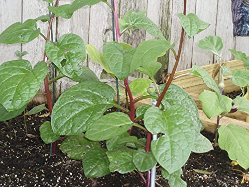Gaea's Blessing Seeds - Red Malabar Spinach Seeds - Non-GMO Seeds with Easy to Follow Planting Instructions - Heirloom Red Stemmed Malabar - 93% Germination Rate