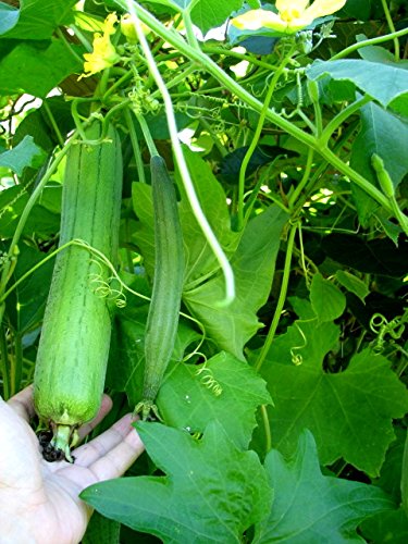 Gaea's Blessing Seeds - Luffa Gourd Seeds - Non-GMO - with Easy to Follow Planting Instructions - Heirloom Sponge Loofah Muop Huong 93% Germination Rate