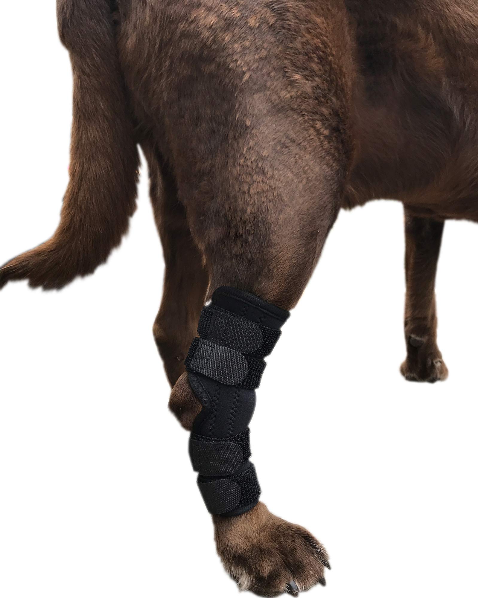 Labra Supportive Dog Rear Leg Hock Joint Wrap Brace with Metal Springs Protects Canine Wounds as They Heal Compression Brace Heals and Prevents Injuries and Sprains Helps Arthritis (Medium)