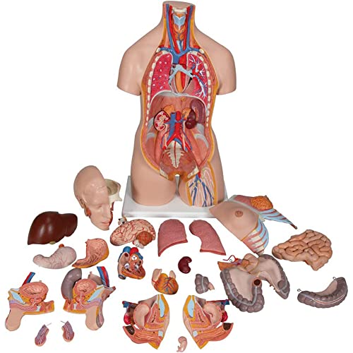 ERCTOO Human Body Model - Torso Anatomical Model - Human Torso Anatomy Model 23 Pcs Removable Parts with Heart Visceral Brain Skeleto for Preschool & School Science Medical Education Display 85cm