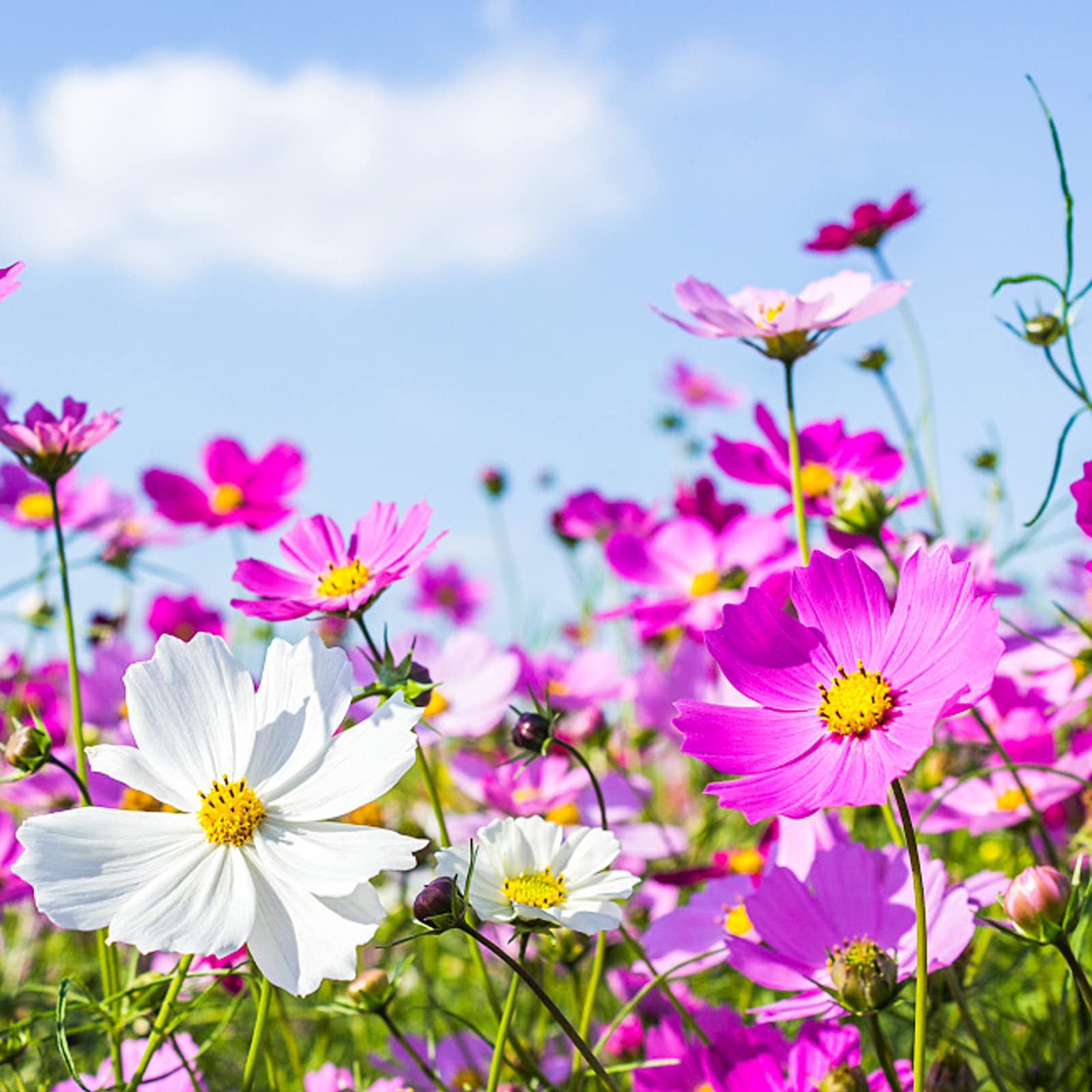 Dichmag 2000+ Crazy Mixed Cosmos Seeds - Over 11 Colors Cosmos Bipinnatus Flower Seeds in a Pack - Non-GMO Seeds Produced in The US