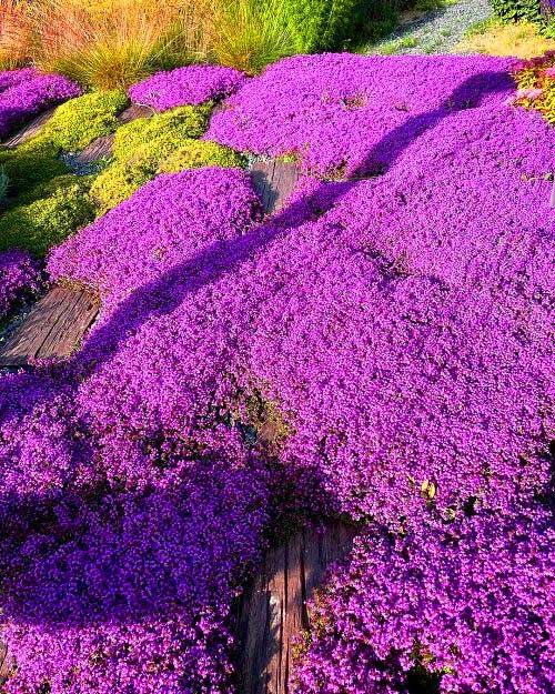 Dichmag 16000+ Purple Creeping Thyme Herb Thymus Serpyllum Groundcover Heirloom Flower Seeds - Perennial Flowers Thyme Non-GMO Thymus Serpyllum Seed