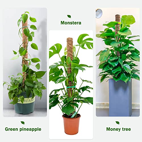 Gardzizy Plastic Moss Pole 6 Pcs 24 Inch Moss Poles for Plants Monstera Climbing Plants, Plant Support for Indoor Plants Work with Sphagnum Moss (6 Pack)