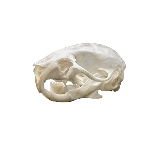 Real Mouse Skull A Quality