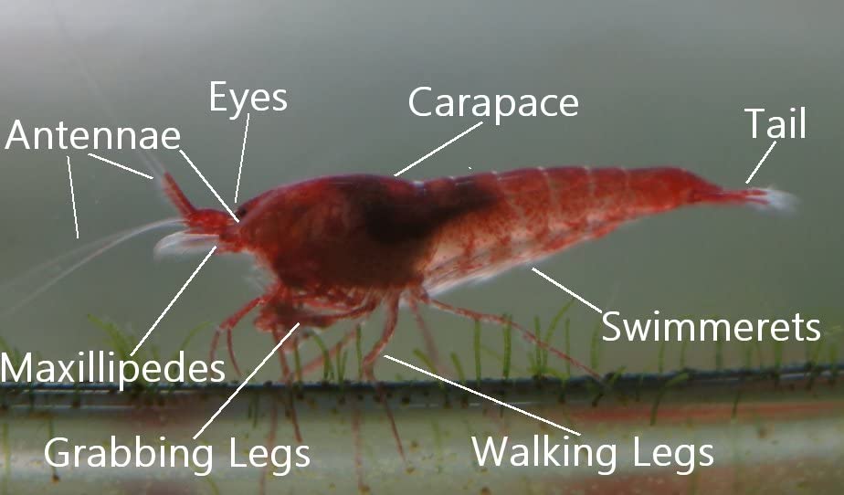 Enclosed Ecosystem Shrimps Bottle