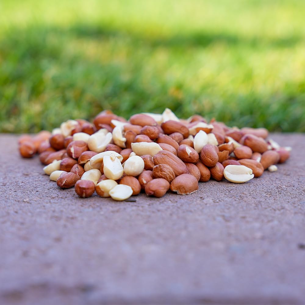 Desert Valley Premium Shelled Peanuts - Wild Bird - Wildlife Food, Squirrels, Cardinals, Jays & More (5-Pounds)