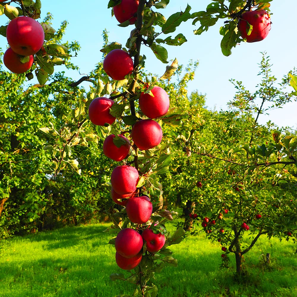 QEVJEKR 200+ Mix Dwarf Bonsai Fruit Tree Seeds for Planting, 4 Variety Individual Packs, 50+ Lemon Tree Seeds 50+ Cherry Tree Seeds 50+ Orange Tree Seeds 50+ Apple Seeds Organic Heirloom Fruit Seeds